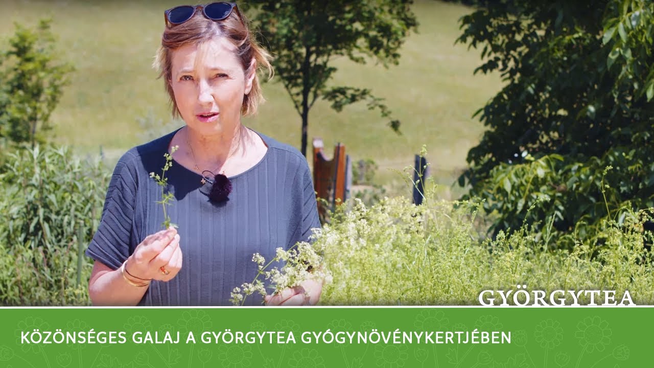 Közönséges galaj a Györgytea gyógynövénykertjében! Hogyan ismerem fel ...