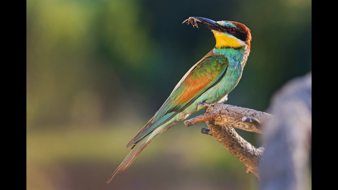 beautiful bird eating a butterfly - YouTube