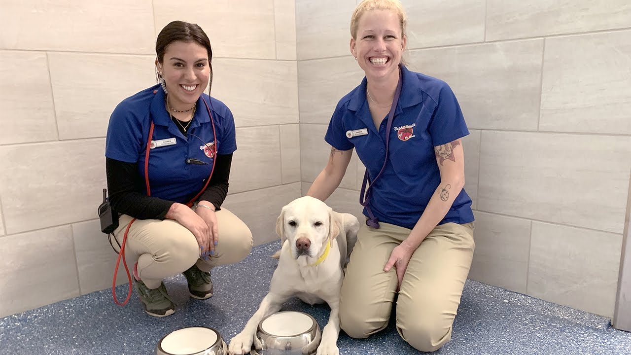 Barkaritaville Pet Resort Experience - YouTube