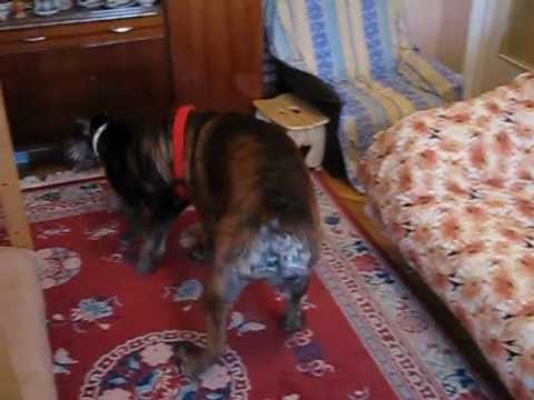 ayko vs KSANTIA NOSTALGIE