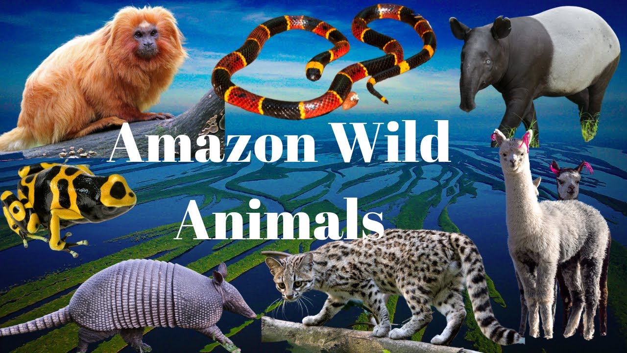 Amazon | Amazon Animals | Amazon Jungle Animals | Amazon Wildlife ...