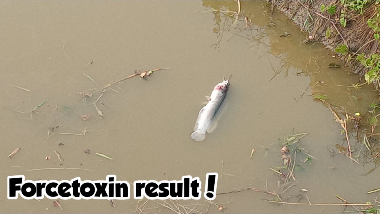 Result from the forcetoxin poison in fish pond - YouTube