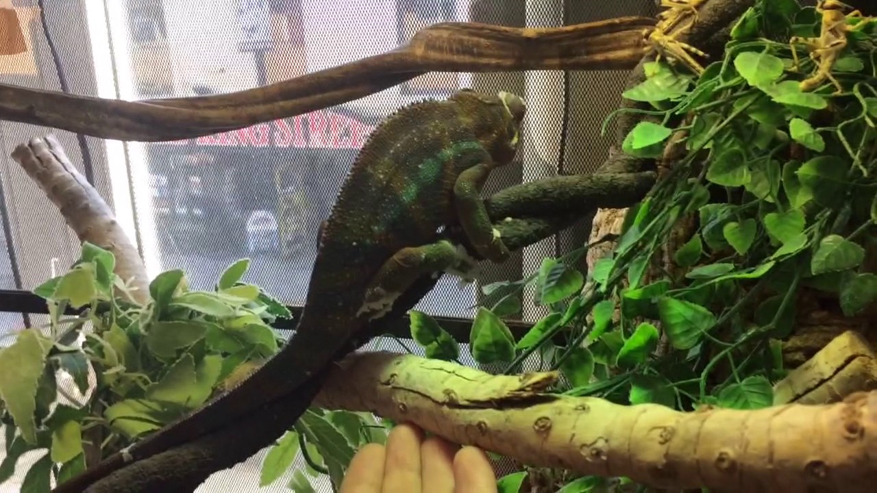 My Grumpy And fat Lizard spacking up a Well deserved Grubbo - YouTube