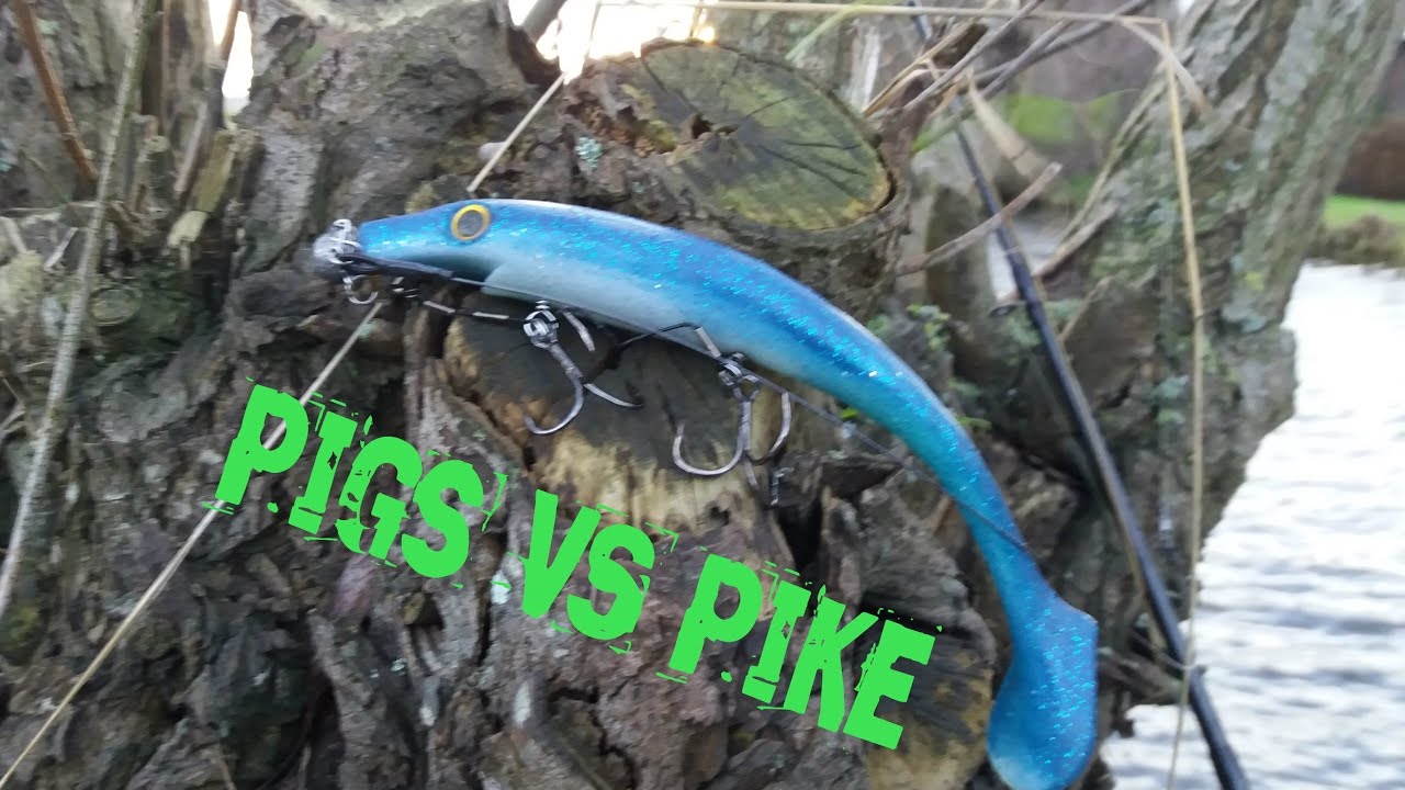 Pigs VS Pike - YouTube