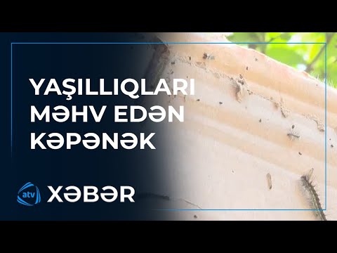 Yaşıllıqlara qənim kəsilən ağ Amerika kəpənəyi