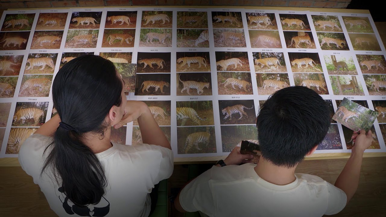 On The Brink of Extinction - Our Disappearing Tiger X WWF Malaysia ...