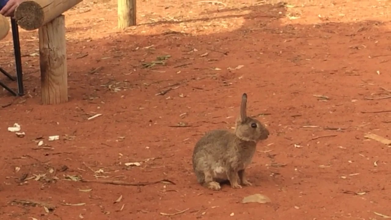Uluru. Rabbits. Episode 2 - YouTube
