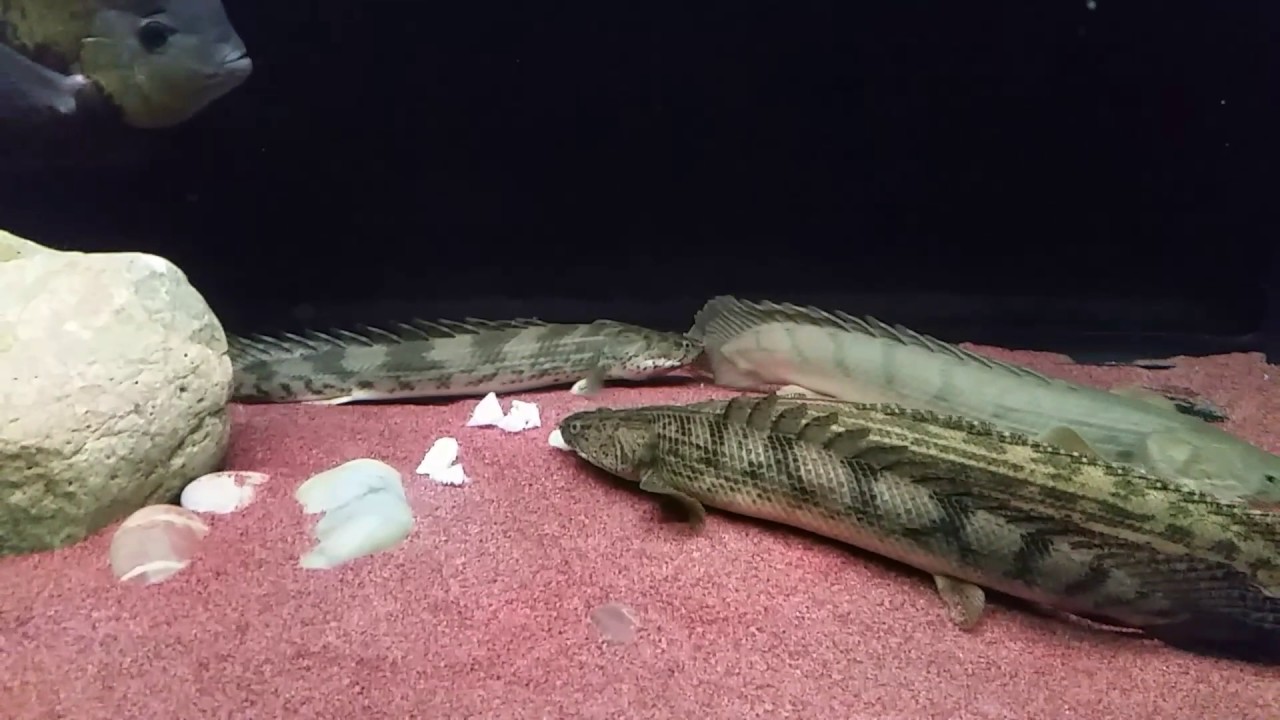 Polypterus feeding II - YouTube