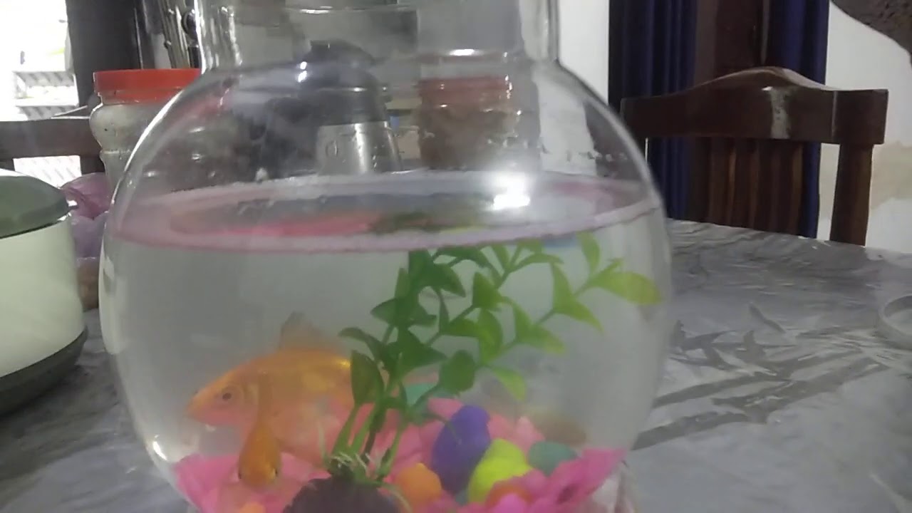 Engage ur kids with water animals 😇fun activity - YouTube