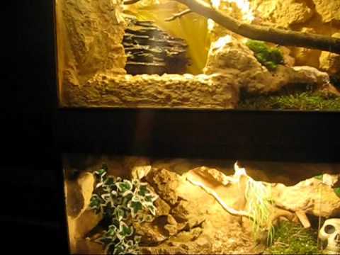 Terrarium for Corn Snake / Terrarium węża zbożowego - YouTube