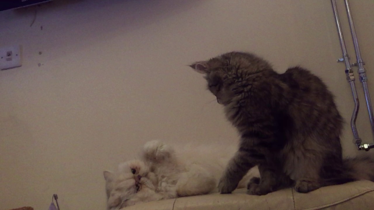 Adult cat v Kitten play fight - YouTube