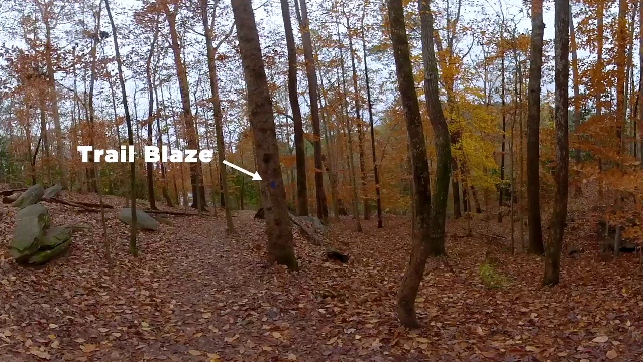 Forest Trails | Forestry VR 360 - YouTube