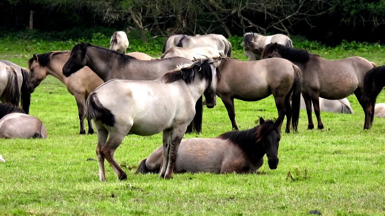 Pferde in der Wildnis - Wildpferde im Merfelder Bruch - YouTube