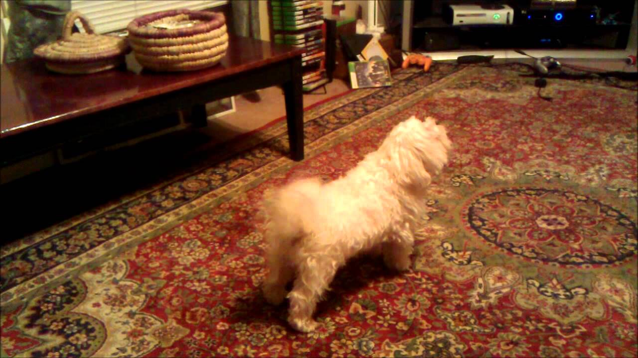 Dog Hates Merle Haggard - YouTube