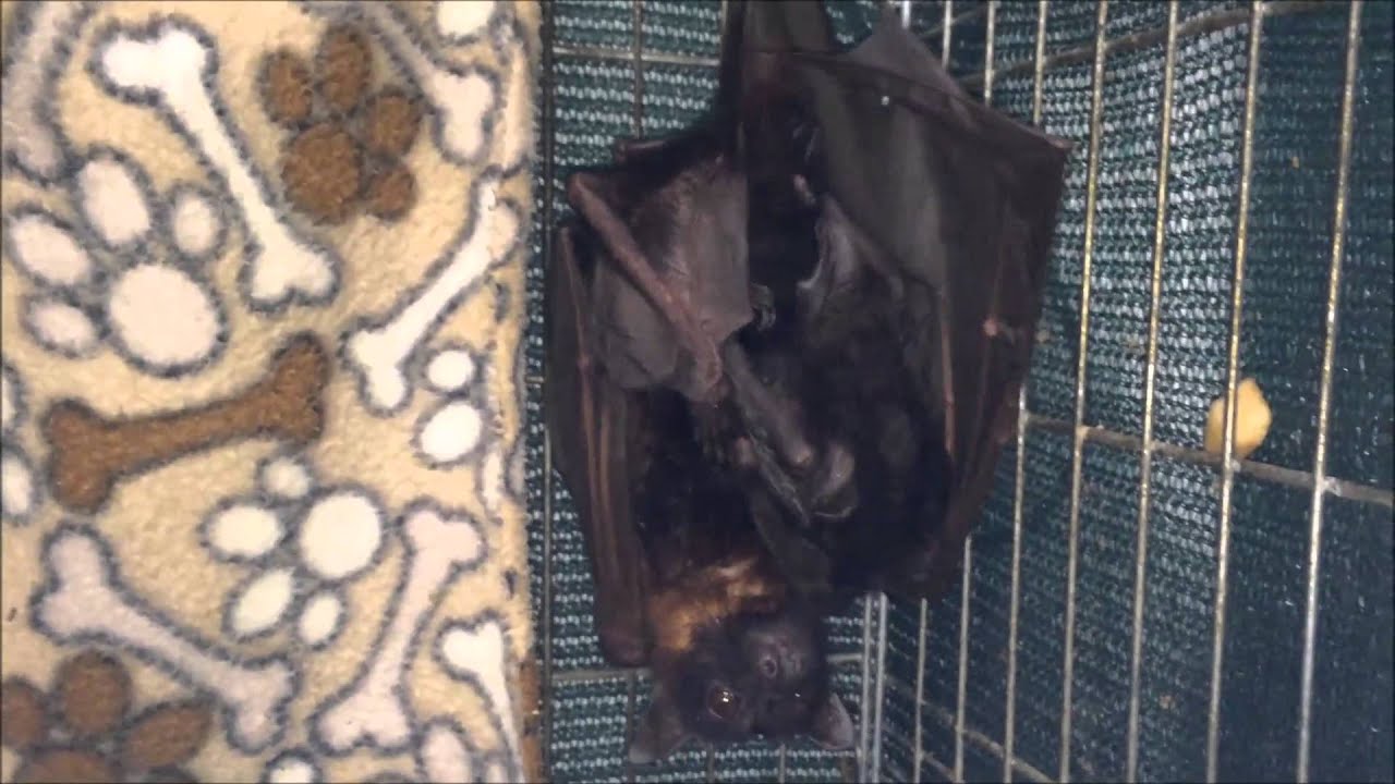 Mother cleaning baby bat - YouTube