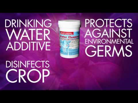 KD Powder - Racing Pigeon Cleansing Agent - YouTube