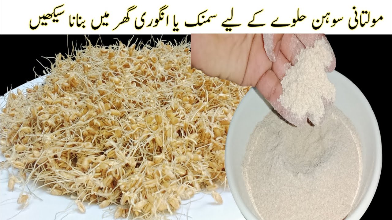 Samnak , Anguri Recipe for Sohan Halwa | How to make Samnak | wheat ...