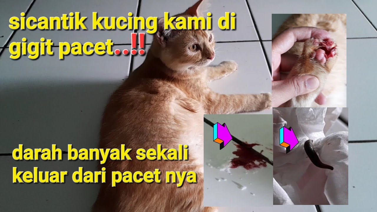 Sicantik kucing kami pulang pulang kaki & tangan nya berdarah gara gara ...