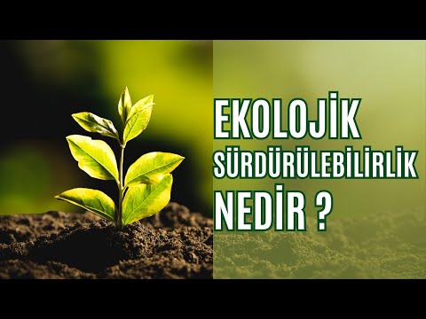 Ekolojik Sürdürülebilirlik: Geleceğimizi Korumak İçin Neler Yapmalıyız?