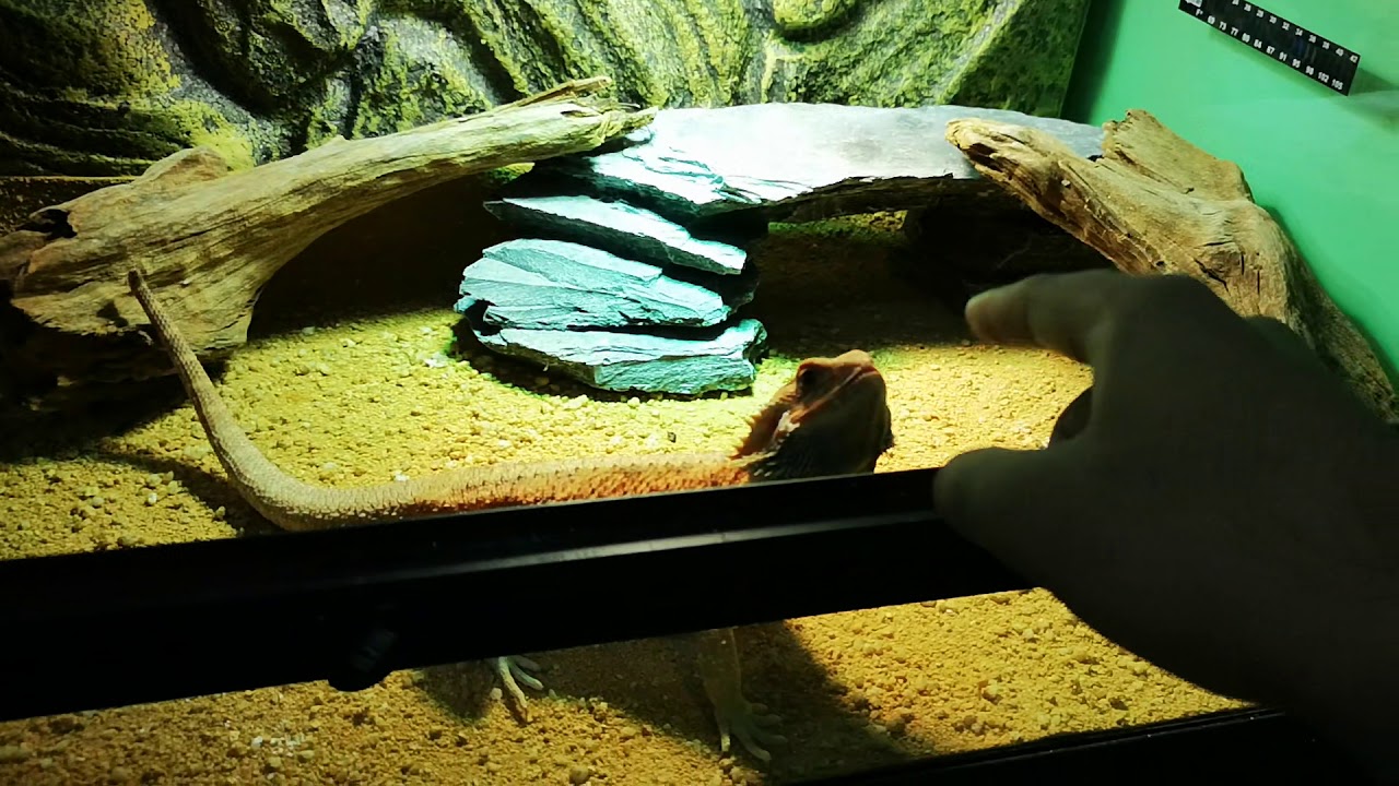 Bearded Dragon playing - YouTube