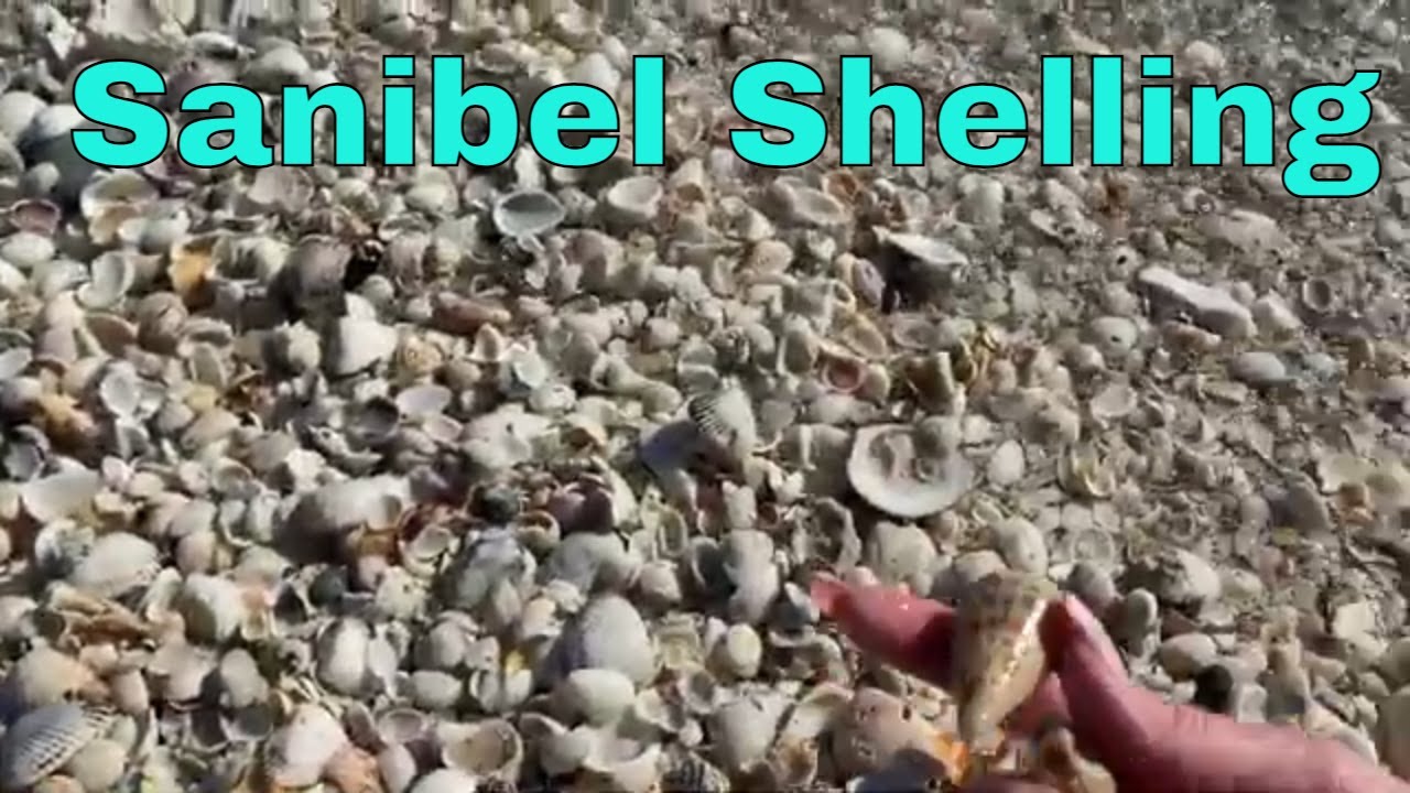 Shelling On Sanibel Island 2023 - Shell Piles and Tide Pools - YouTube