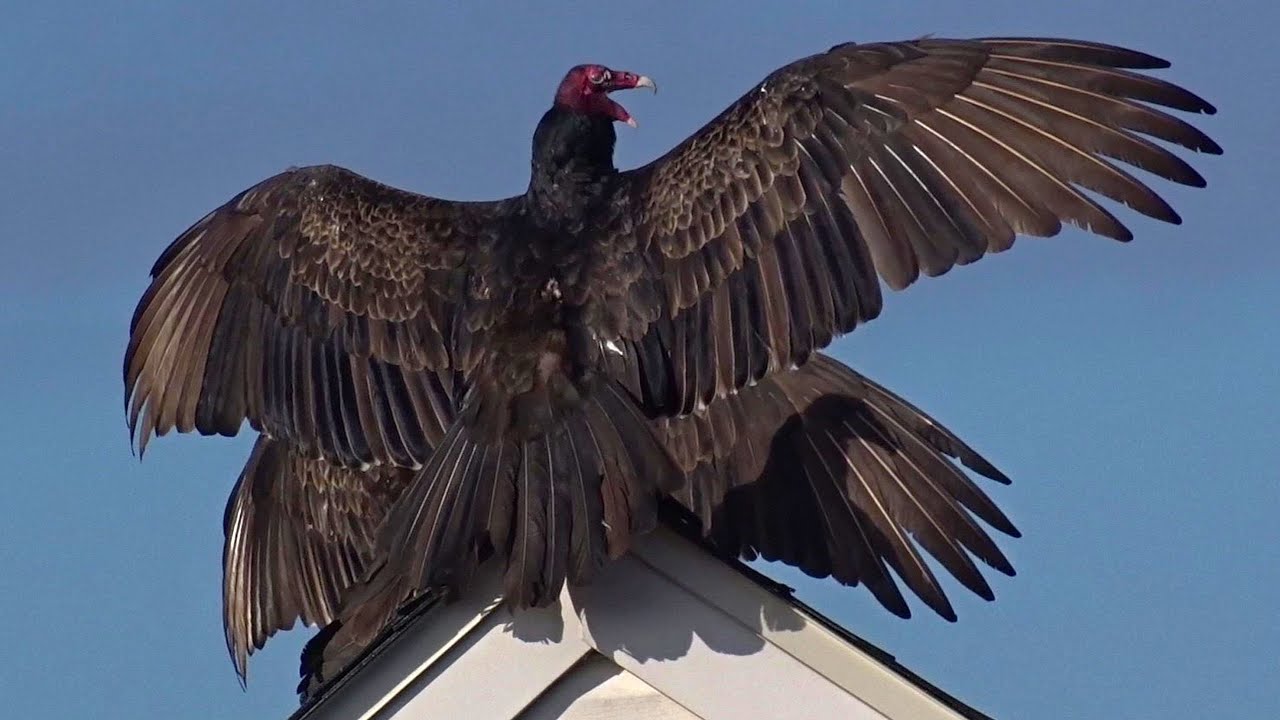 Bird watching a flock of vultures turkey buzzards spread wings sunbathing on neighbor's roof ...