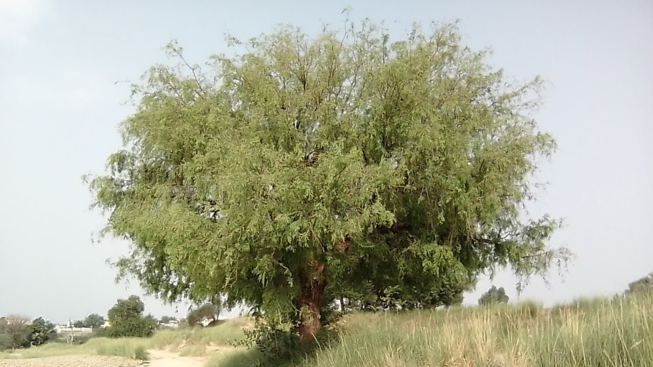 Introduction to Jand Plant - YouTube