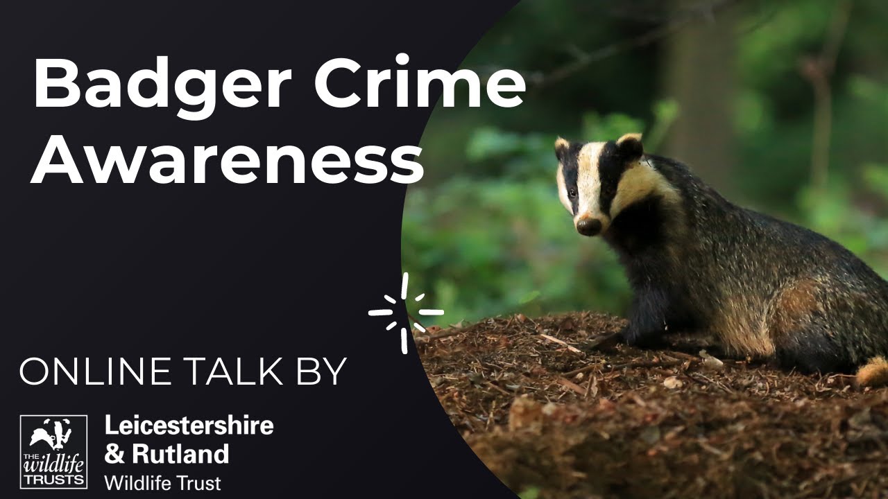 Online Talk: Badger Crime Awareness with Craig Fellowes - YouTube