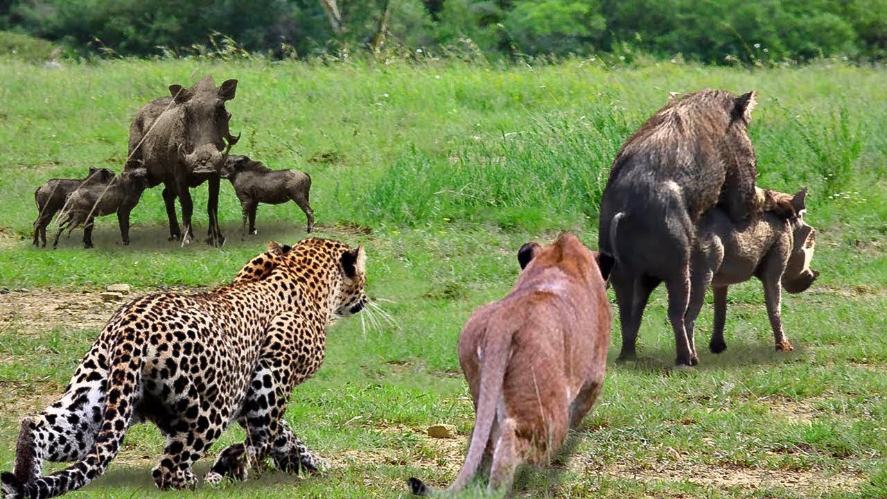 The Lion And The Leopard Fight To Hunt The Wild Boar While It's Too ...