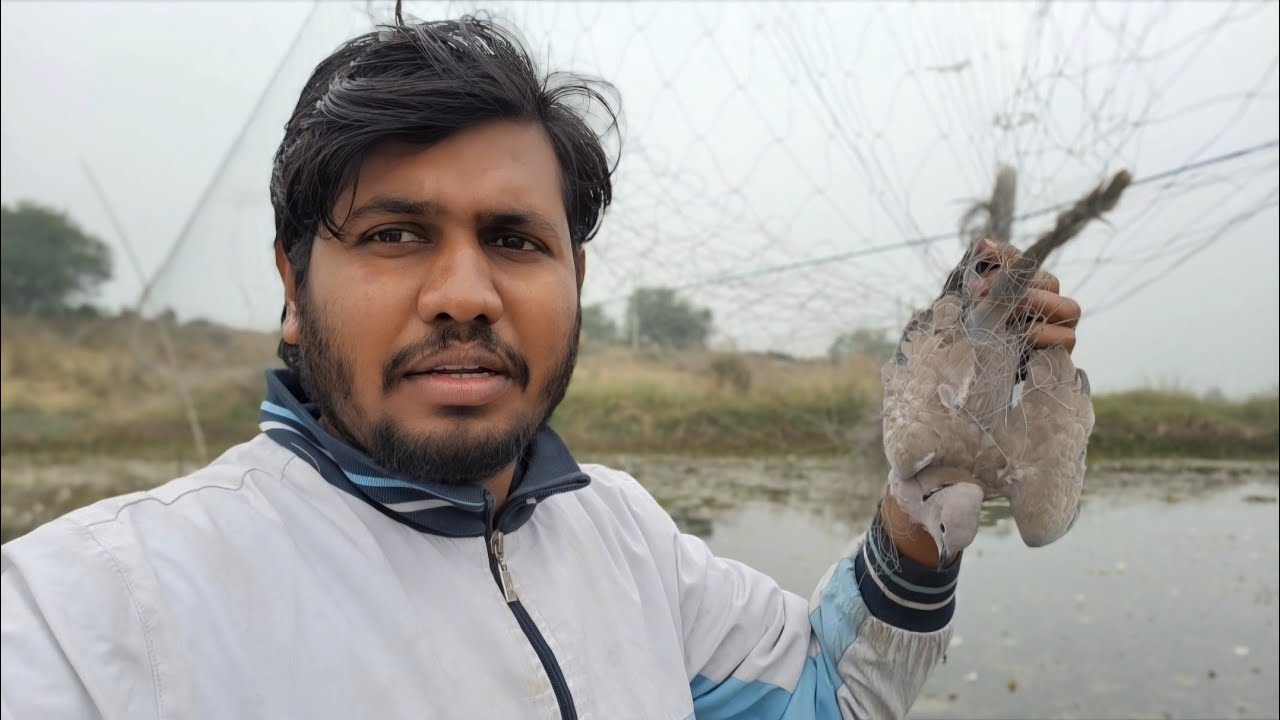 Today I rescued an Indian Dove and at the same place people were ...