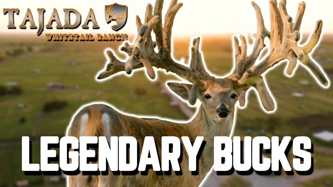 Texas Farm has GIANT Bucks!! | Tajada Whitetails - YouTube