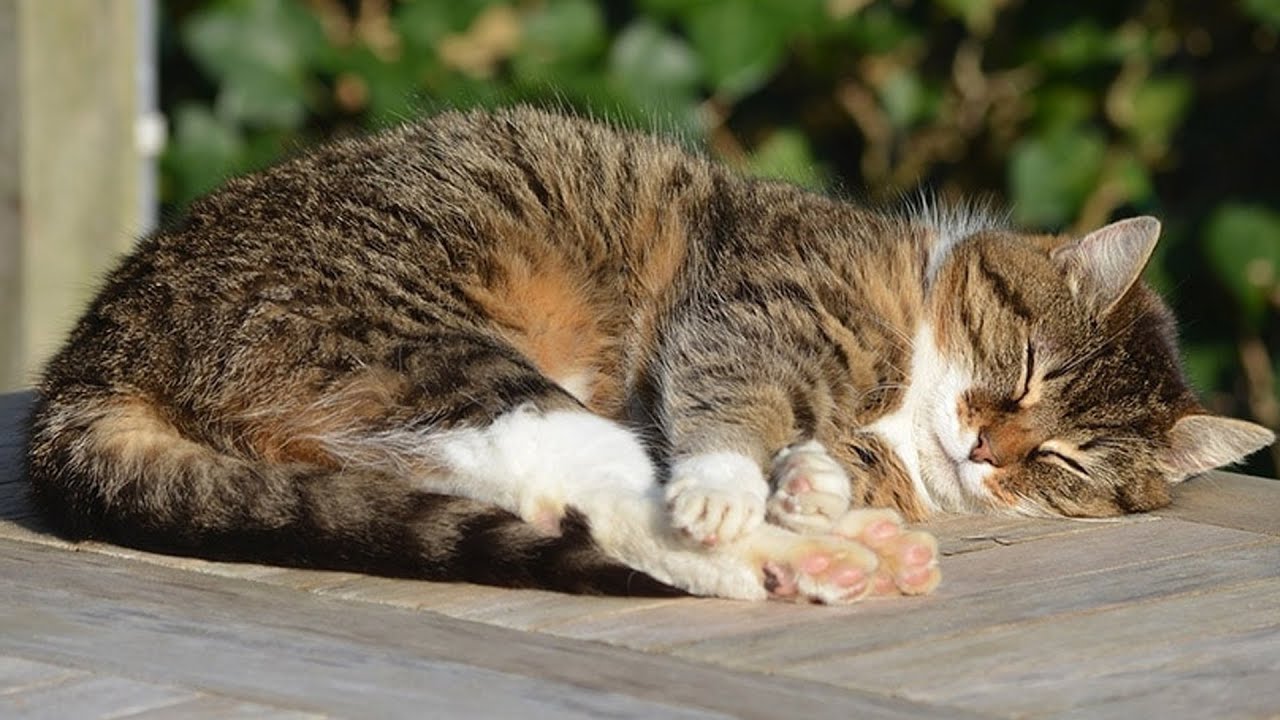 Music Therapy for Cats 🐱 Music for Cat Nap Time 🐱 Peaceful Sounds for a ...
