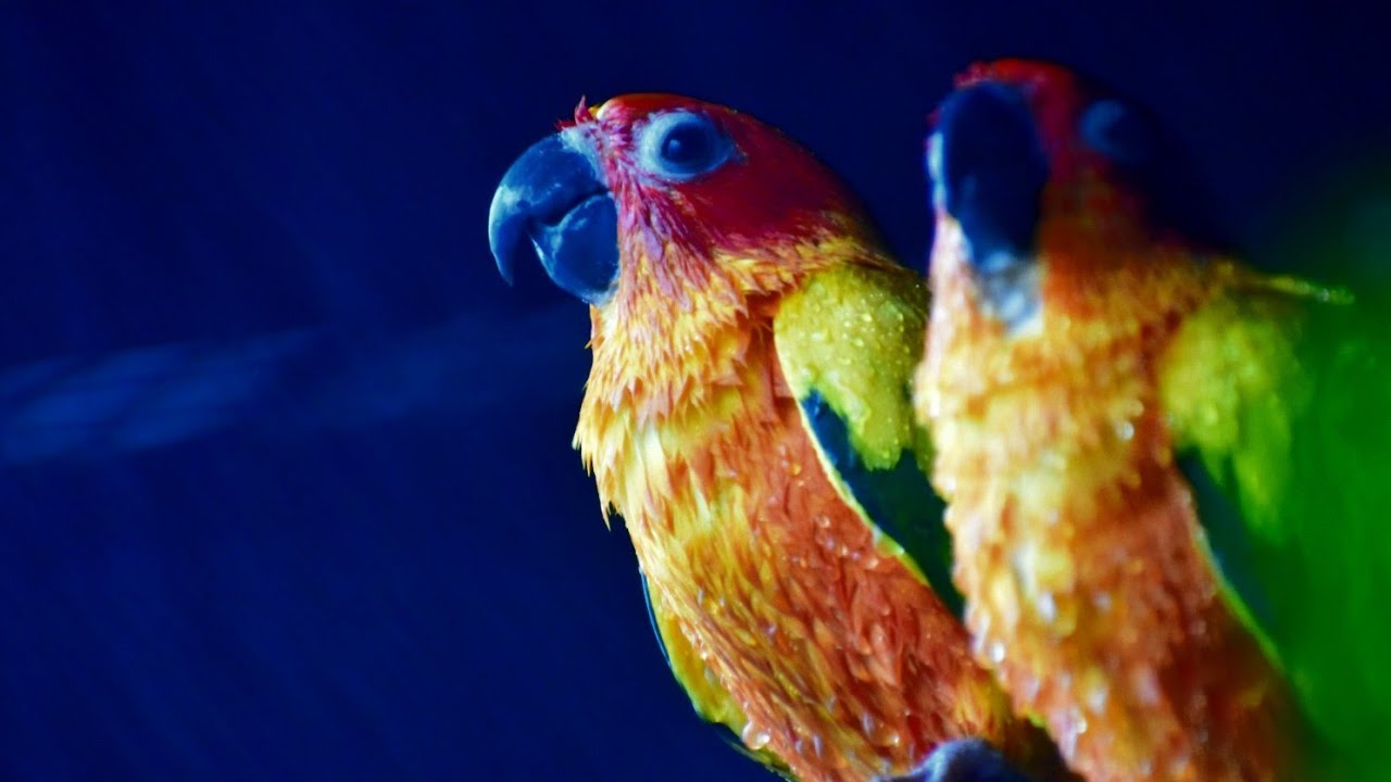 Sun conure Rain Bathing - YouTube