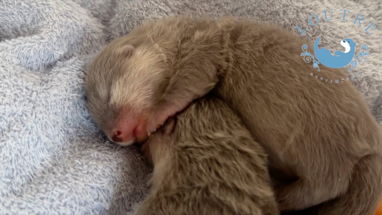 Baby Otters Smell Way Too Bad? - YouTube