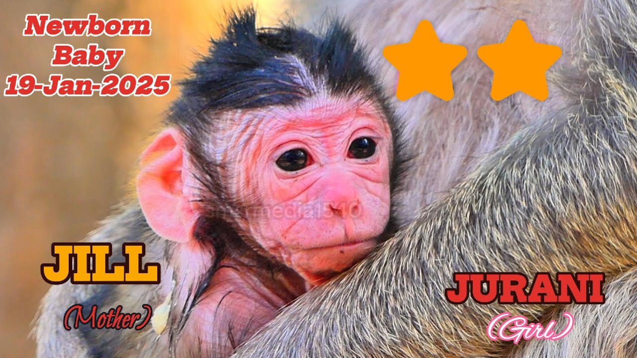 Congratulations! A Beautiful Moment! Jill’s Successful Birth of Baby ...