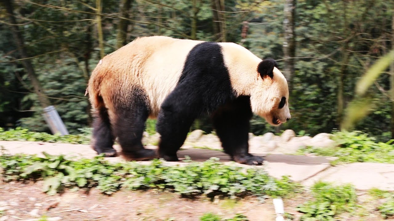 ベイベイ | panda beibei | 大熊猫贝贝 - YouTube