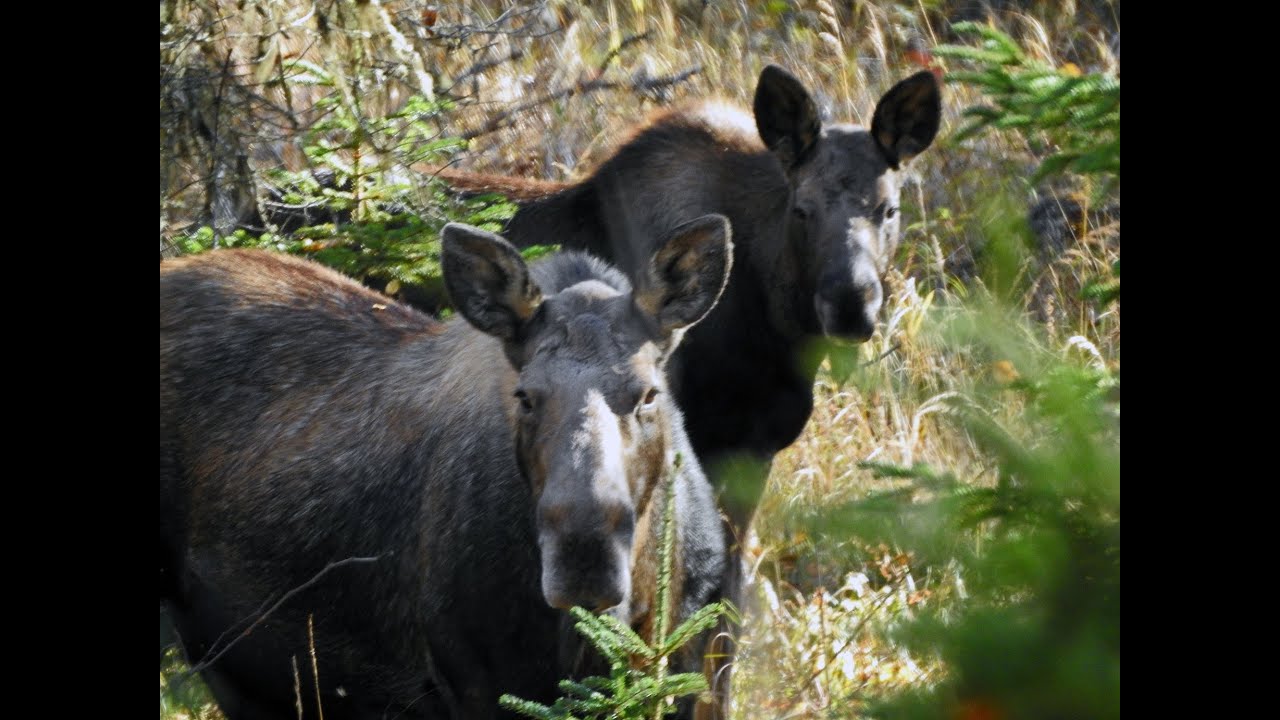 Alaska Moose in the Forest - YouTube