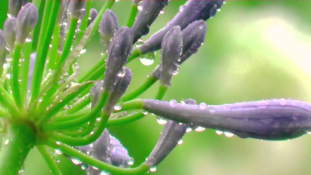 When raindrops fall .... - Wenn Regentropen fallen .... - YouTube