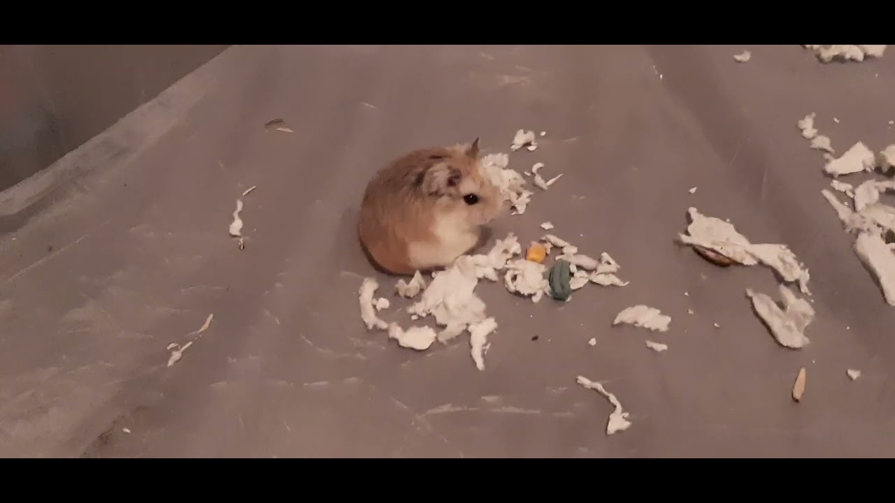 Hamlet The Hamster 🐹 Roaming Freely. (Part 3) - YouTube
