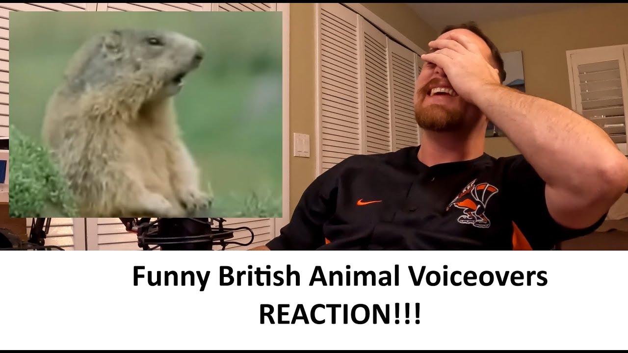 American Reacts to Funny British Animal Voiceovers REACTION - YouTube