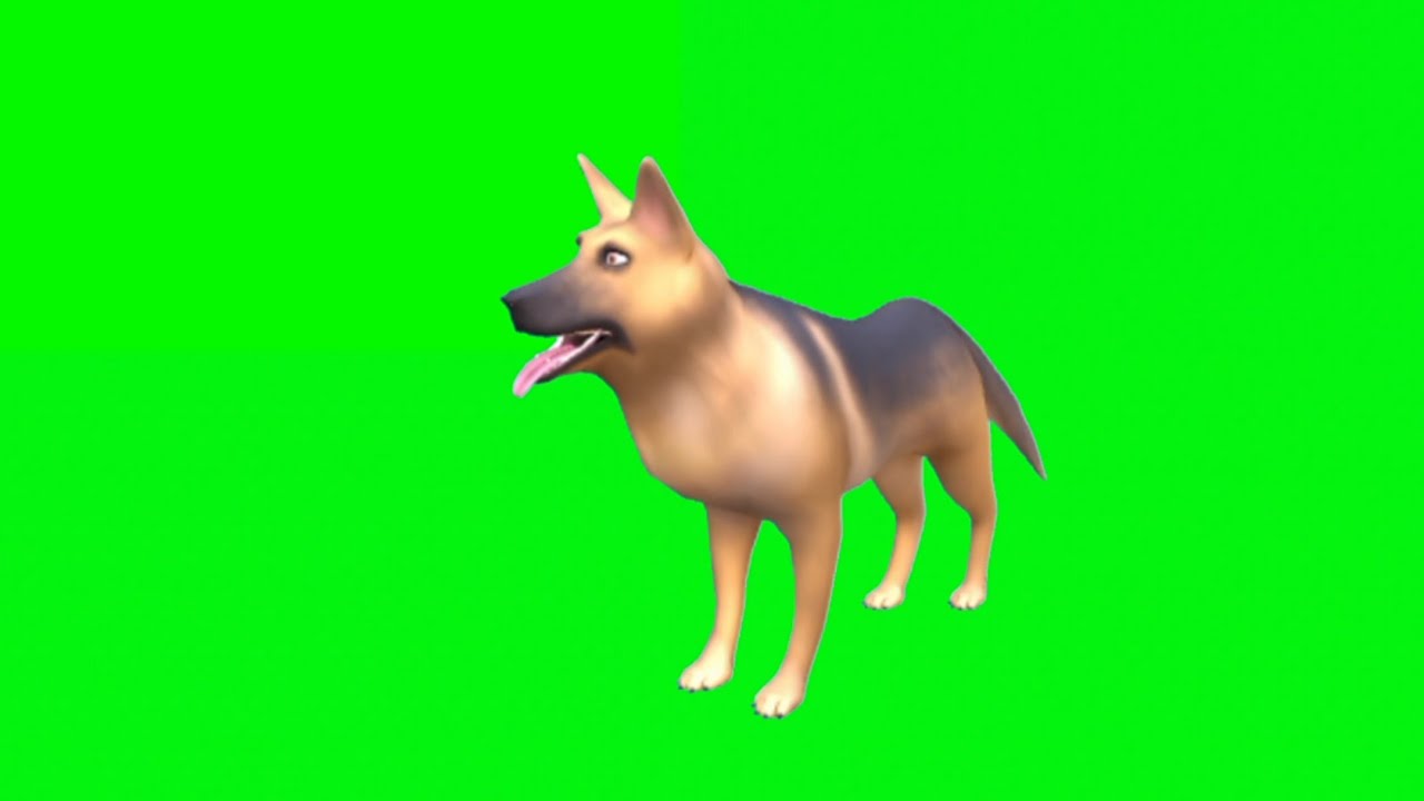 Dog Green Screen Background | Green Screen Dog Animation Effects ...