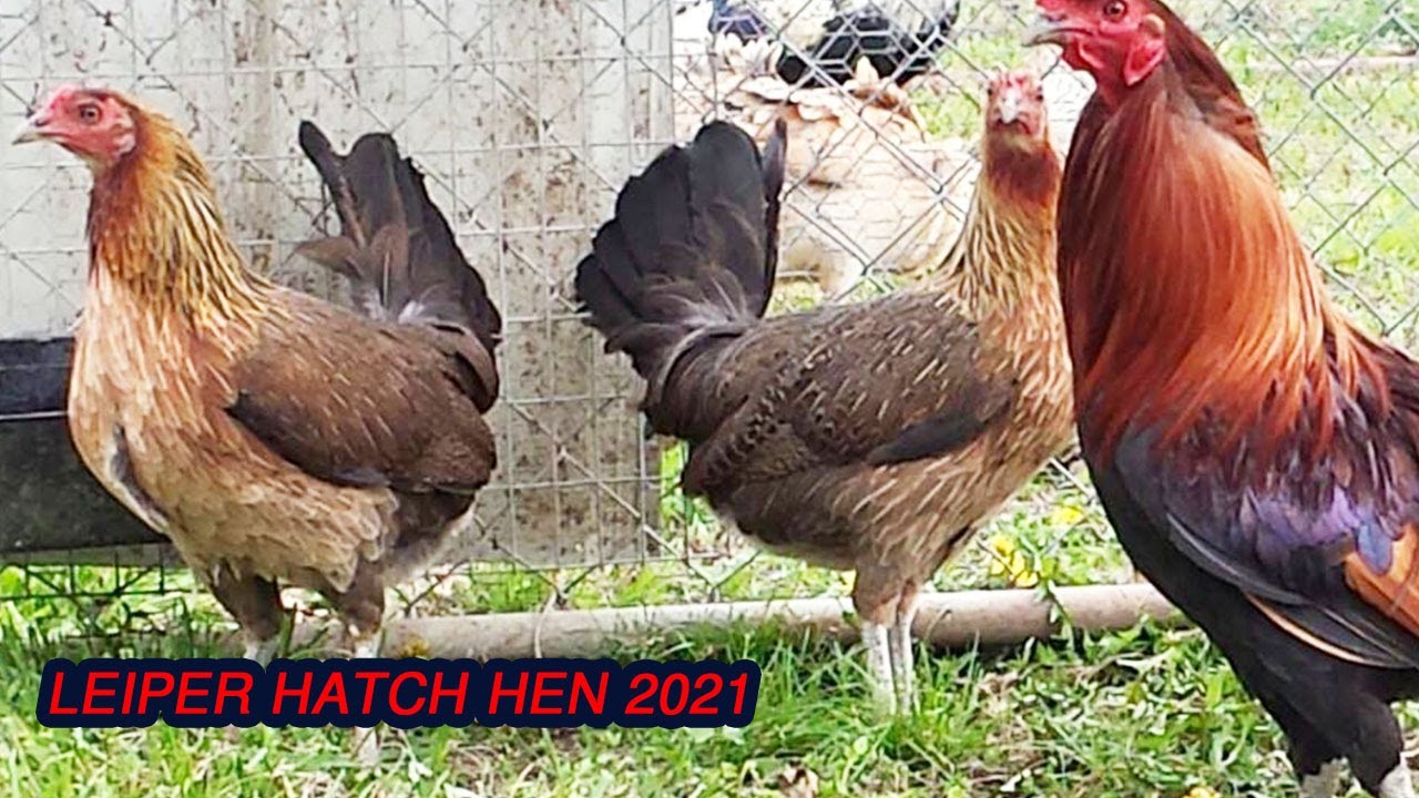 របៀបថែទាំសុខភាពមាន់ យកពីអាមេរិកដំបូង (leiper hatch hen 2021) - YouTube