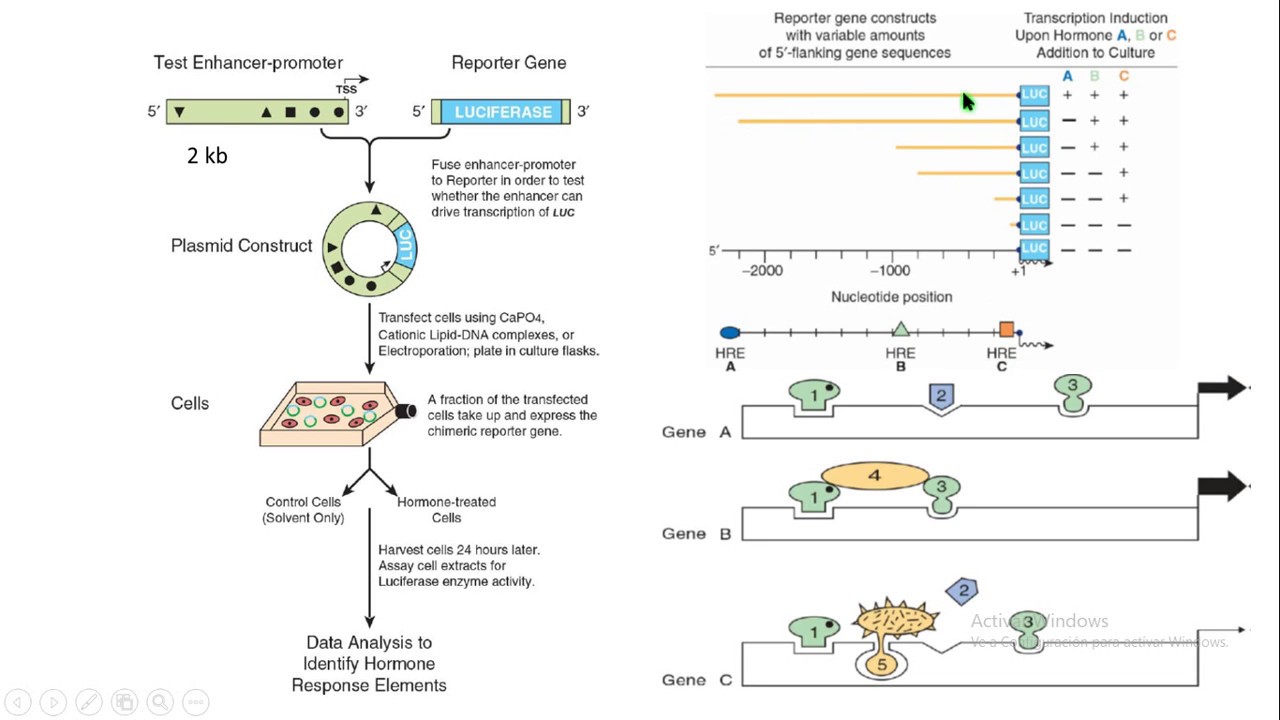 gene expression expresión genética luciferase luciferasa reporter ...