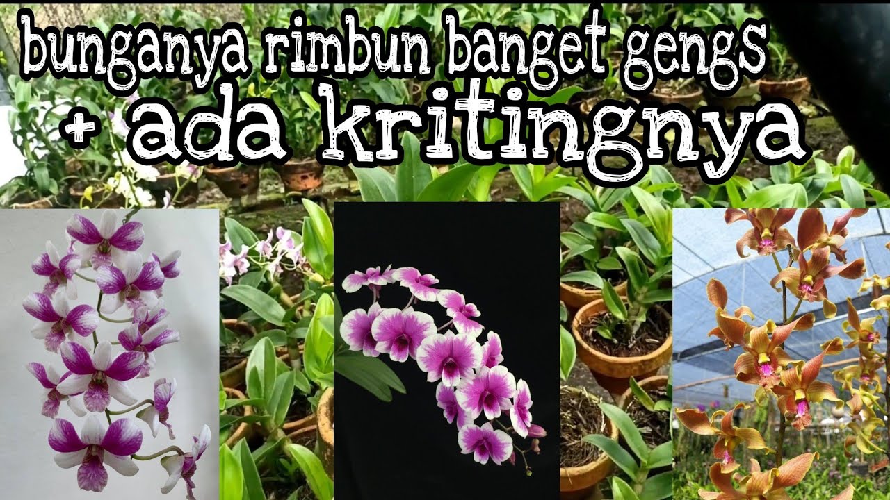 Promo paket anggrek bunga rimbun. - YouTube