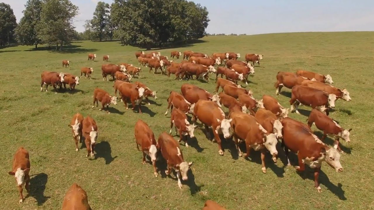 Cows in Action - Wonderful Animals! - YouTube