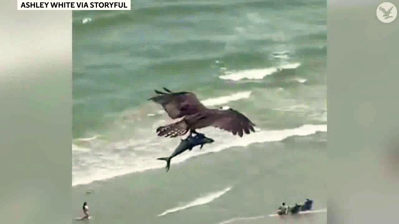 Giant Bird Catch a Shark - Incredible - YouTube