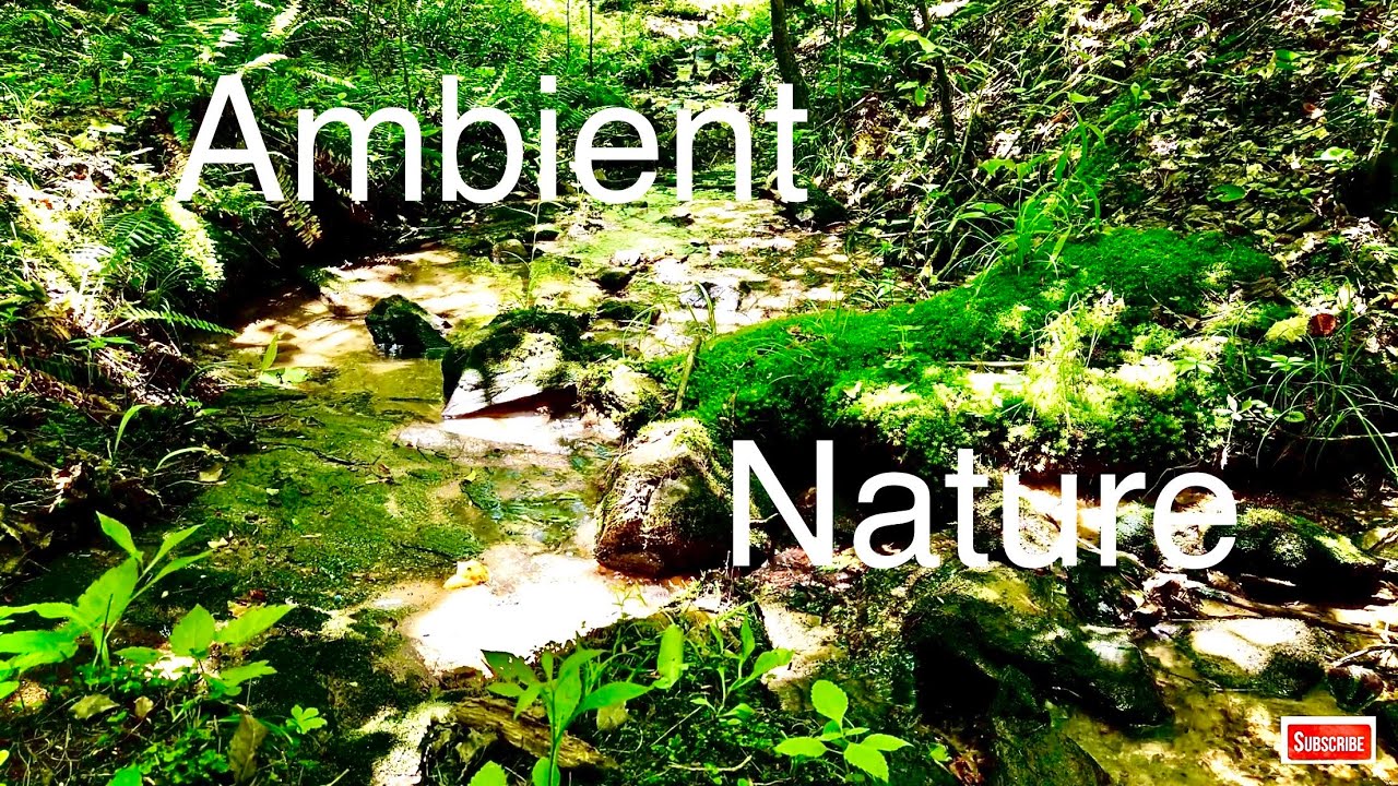 Forest Creek Screensaver - Ambient Nature Sounds with Water - Babbling ...