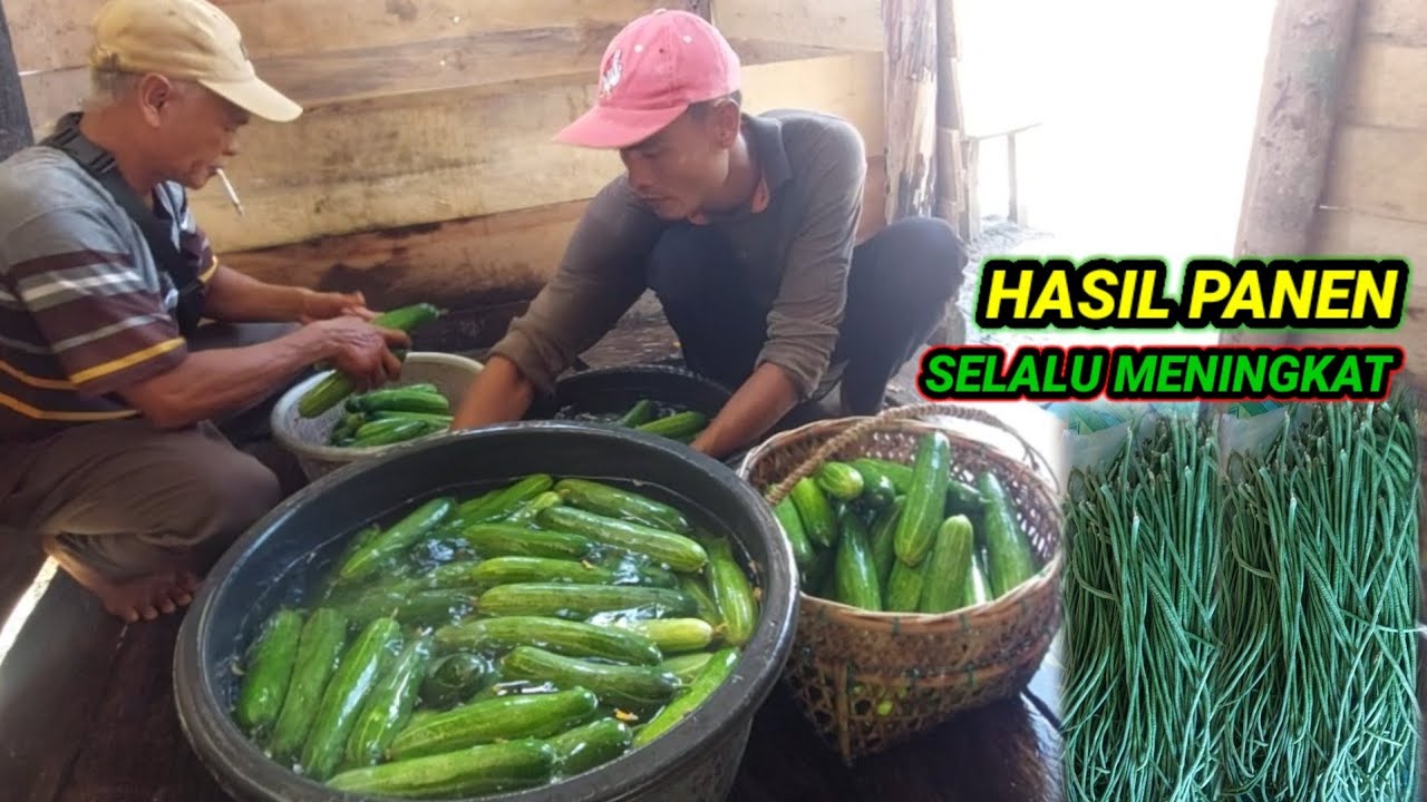 PANEN TIMUN DAN KACANG PANJANG BERSAMA BAPAK.. - YouTube