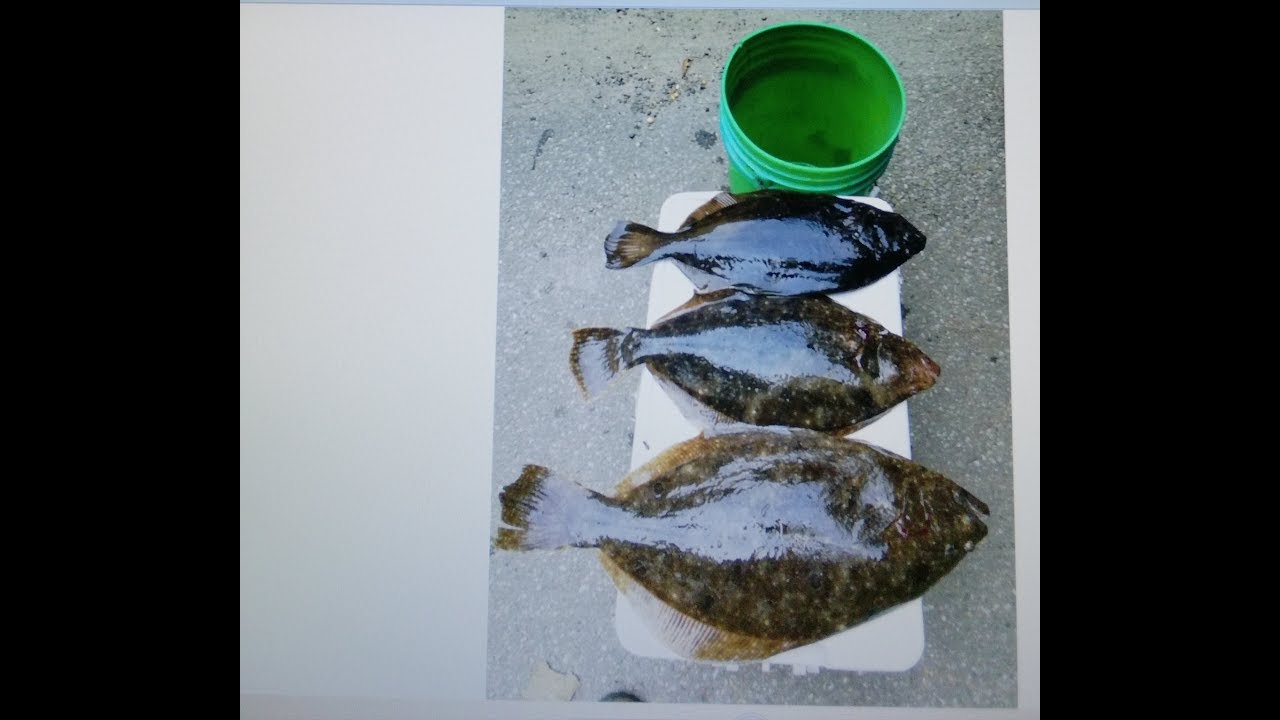 How I caught a FLUKE LIMIT fishing from shore! Plus other... THINGS ...