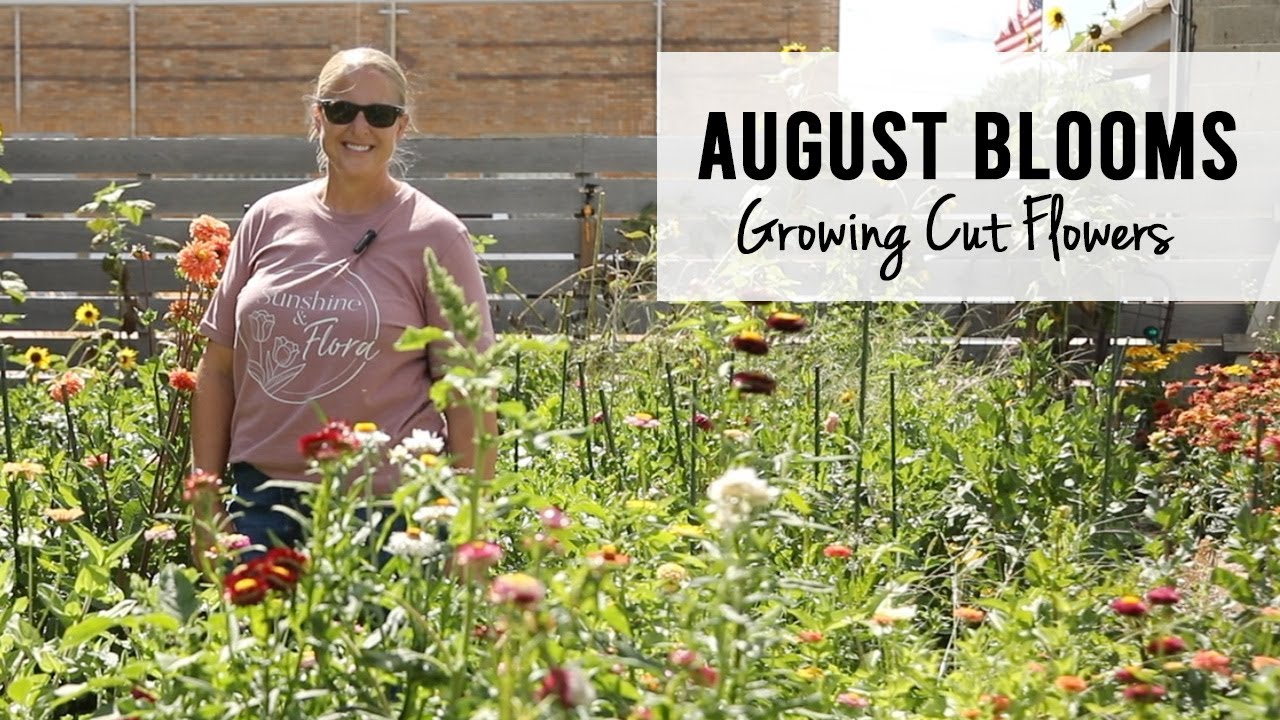 What's Blooming in the Garden in August!! Growing Cut Flowers ...